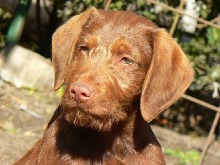 Hungarian dog breeds and everything you need to know about them