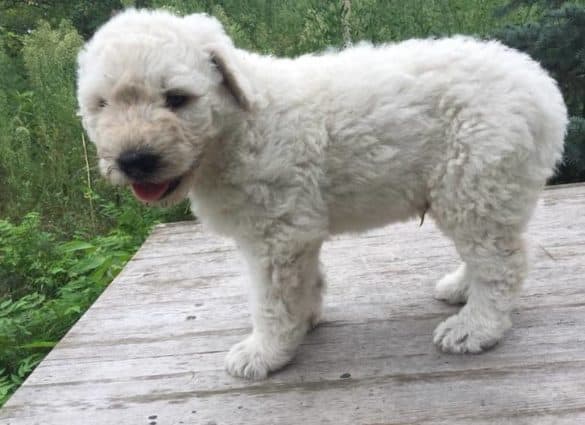 Hungarian dog breeds and everything you need to know about them