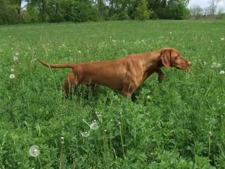 Hungarian dog breeds and everything you need to know about them